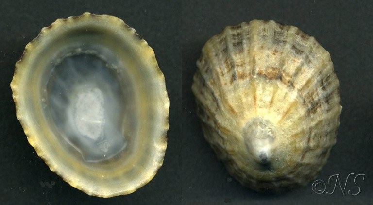 Coquillages de Manche et d’Atlantique : les gastéropodes – Nadinature