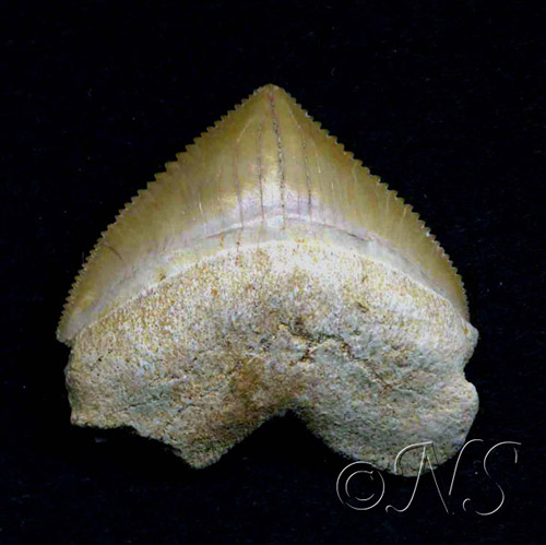 Les requins et leurs dents – Nadinature