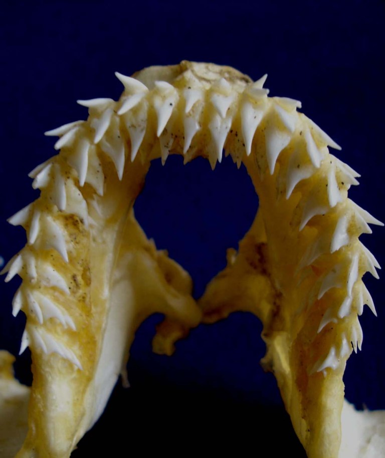 Les requins et leurs dents – Nadinature