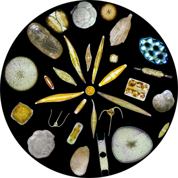 Le plancton – Nadinature