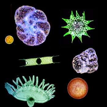 Le plancton – Nadinature