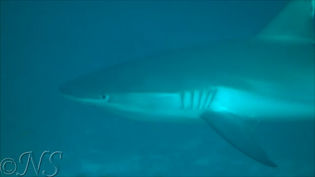 Les principales espèces de requins – Nadinature