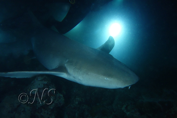 Les principales espèces de requins – Nadinature