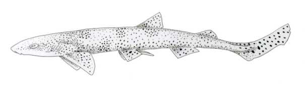 Les principales espèces de requins – Nadinature