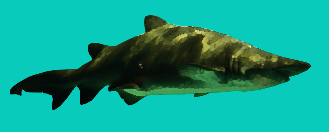 Les principales espèces de requins – Nadinature